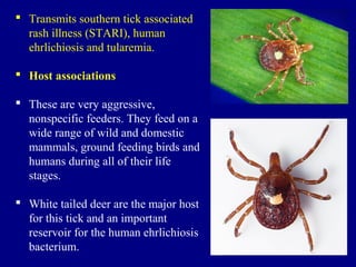 Important ticks and their classification | PPT