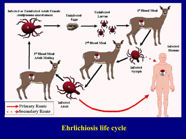 Important ticks and their classification | PPT | Free Download