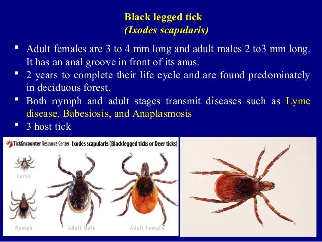 Tick identification dichotomous key - marinelity