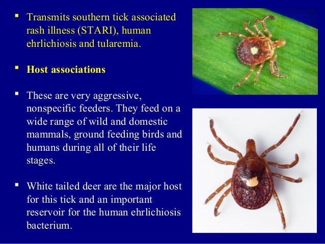 Tick identification dichotomous key - kotiwinning