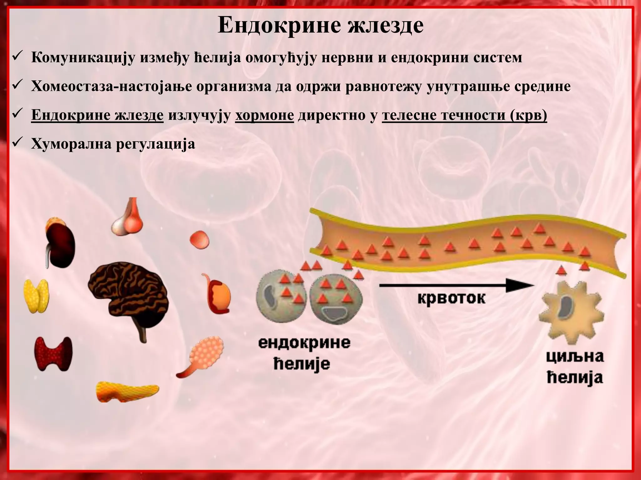 32. Endokrine zlezde. humoralna regulacija | PPTX