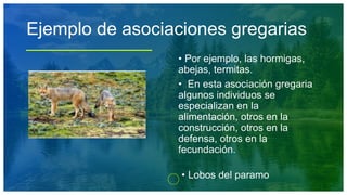 RELACIONES INTRAESPECÍFICAS | PPTX