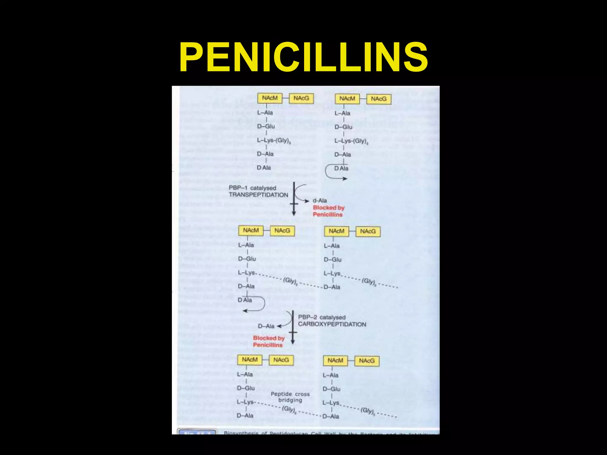 Penicillins and Cephalosporins.ppt