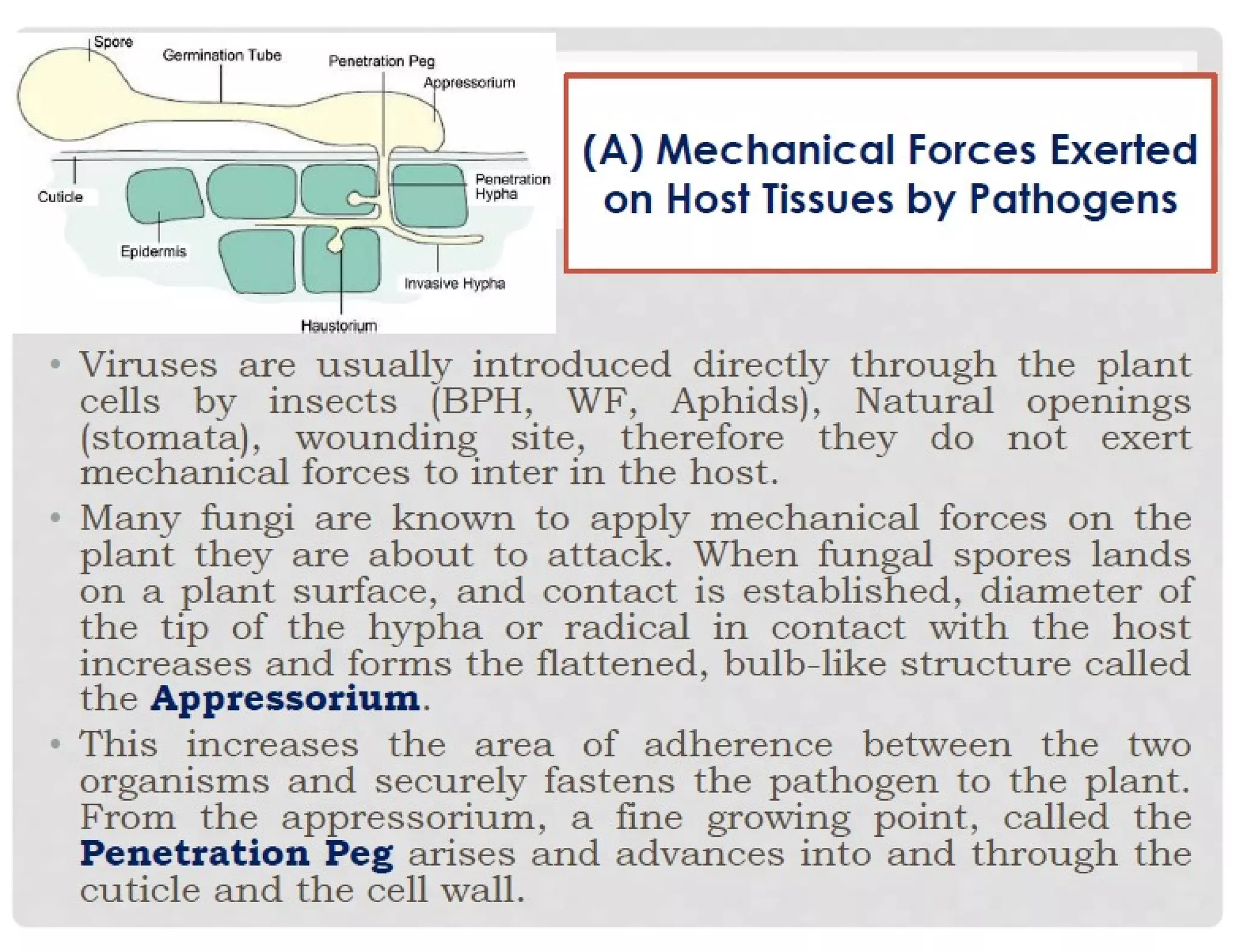32. Host Pathogen Relationship.pdf