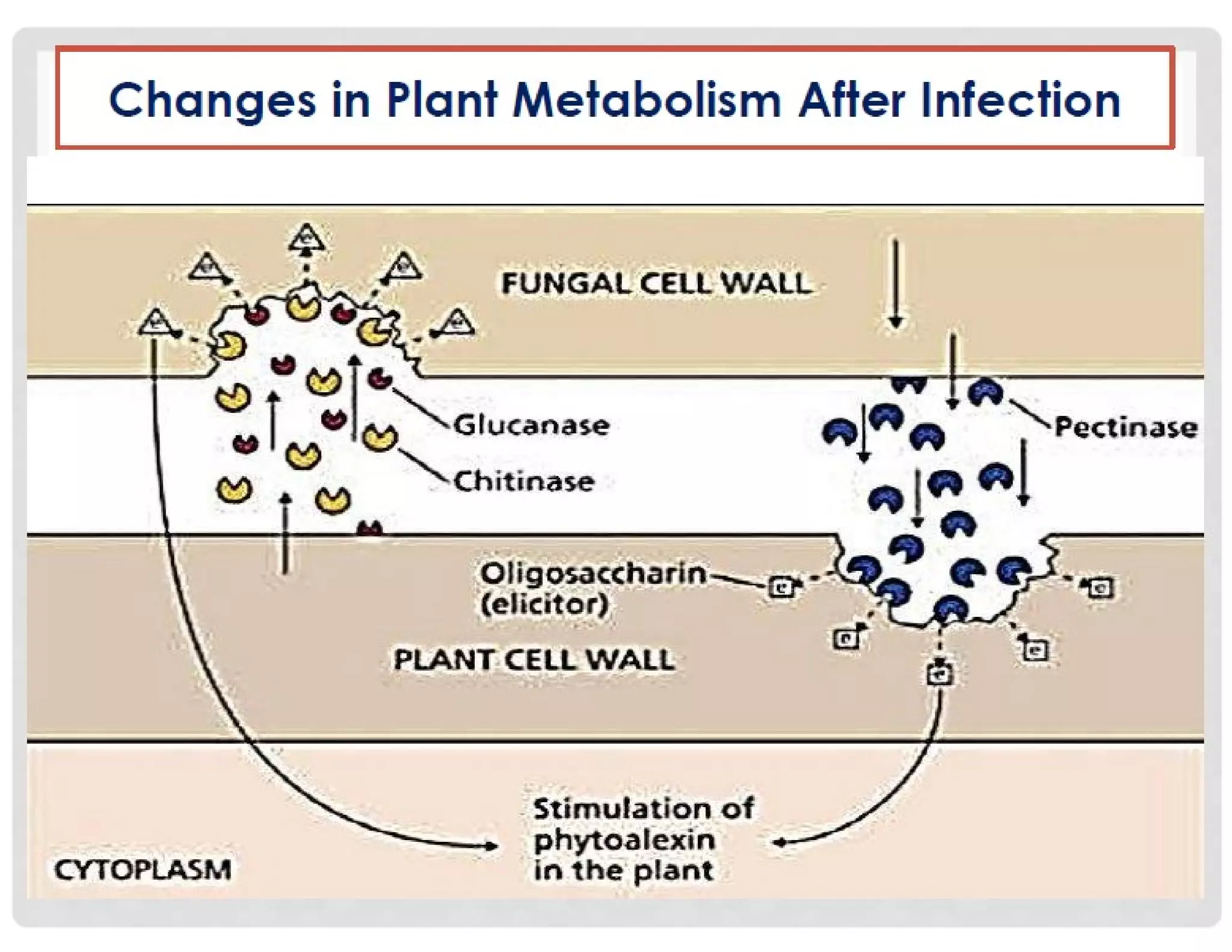 32. Host Pathogen Relationship.pdf