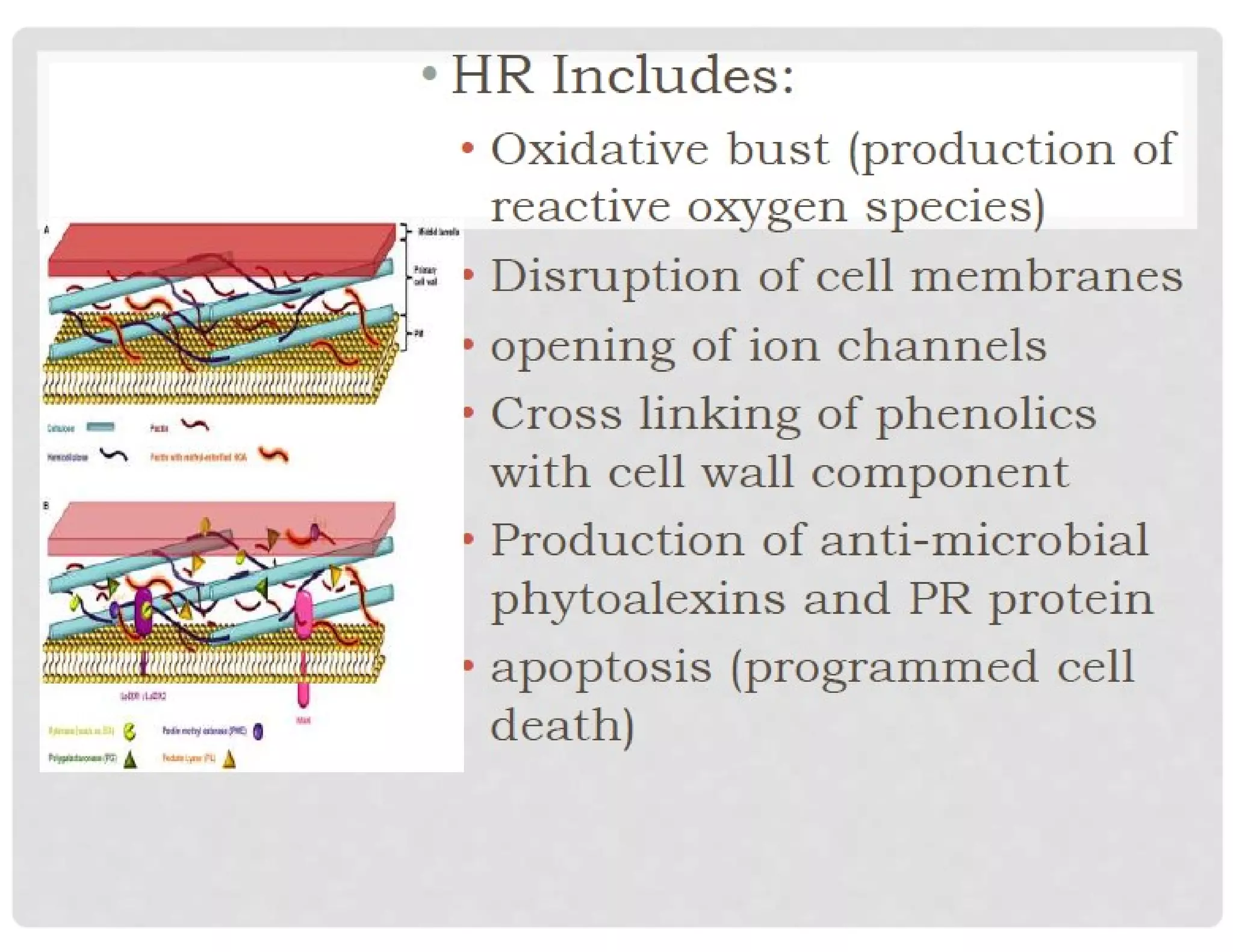 32. Host Pathogen Relationship.pdf