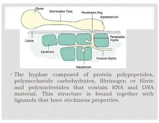 32. Host Pathogen Relationship.pdf