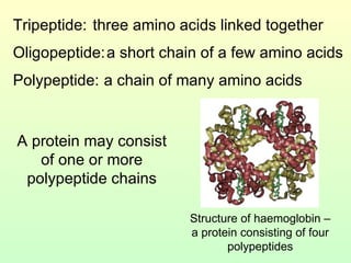 3.2 Amino Acids And Peptide Bonds | PPT | Chemistry | Science