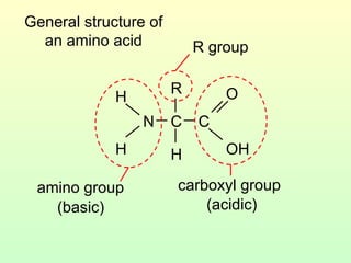 3.2 Amino Acids And Peptide Bonds | PPT