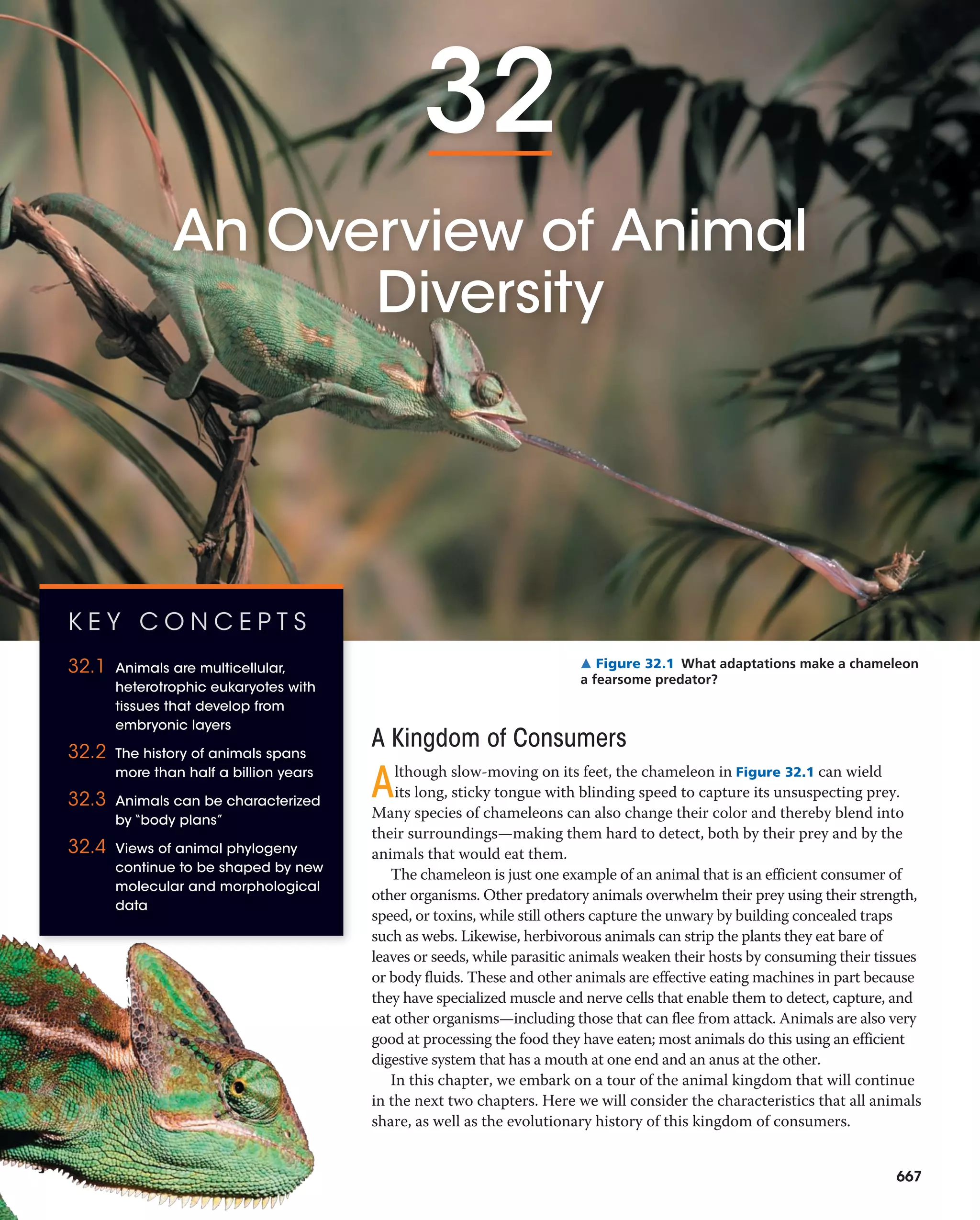 32 an overview of animal diversity | PDF