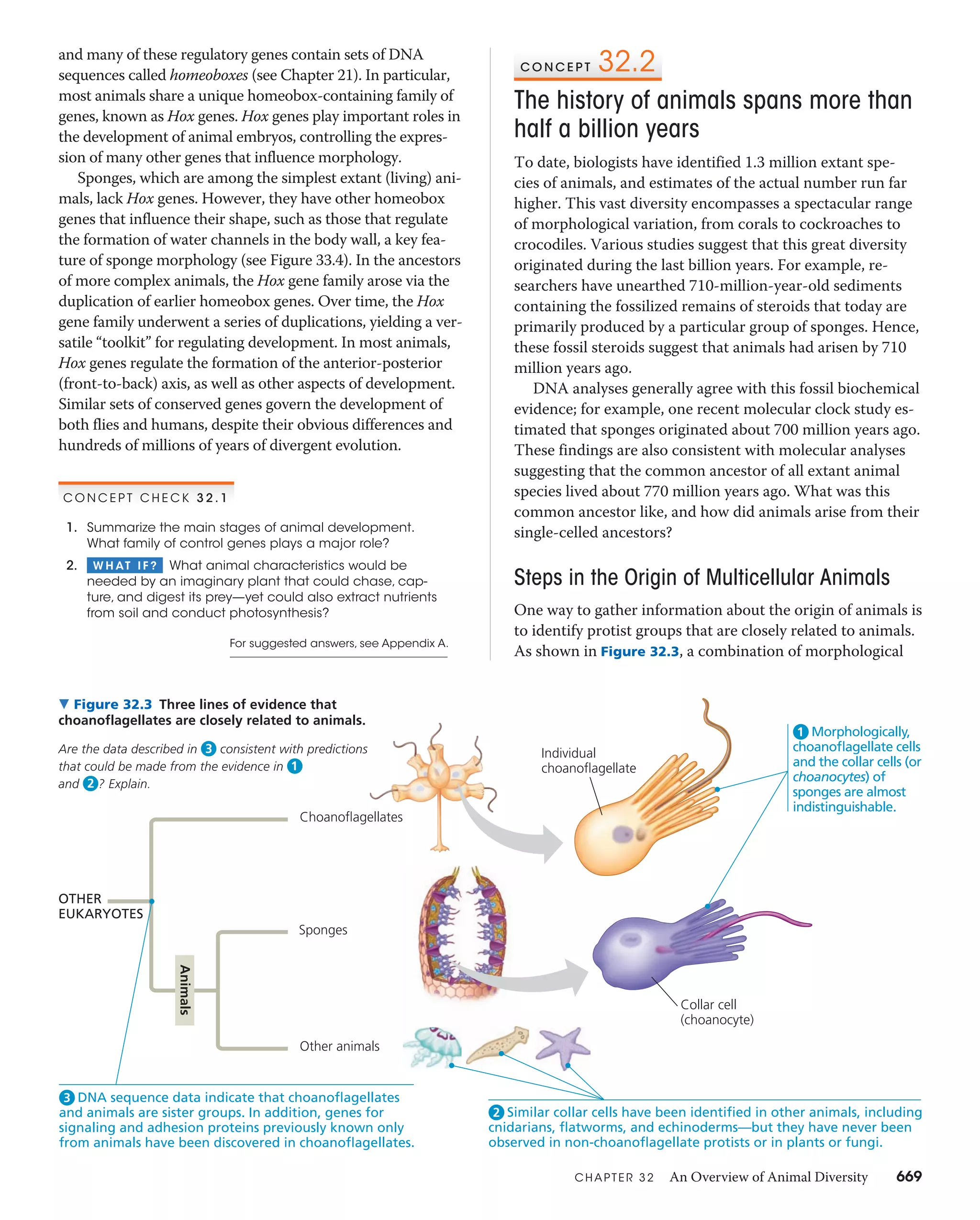 32 an overview of animal diversity | PDF