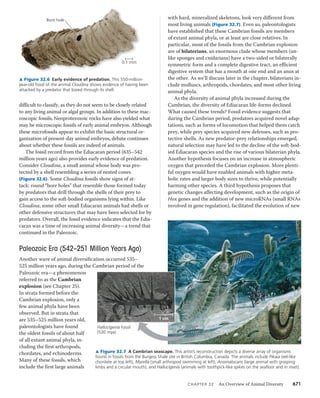 32 an overview of animal diversity | PDF