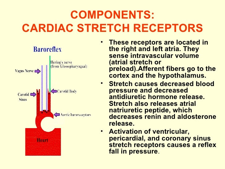 Atrial Stretch Reflex