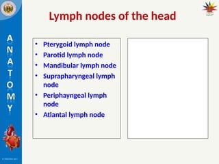 Lymph nodes of animals and their function | PPT