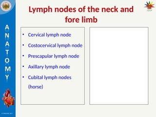 Lymph nodes of animals and their function | PPT