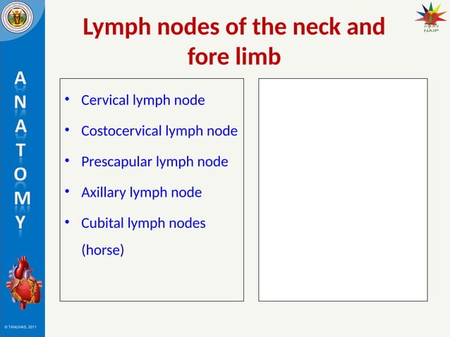 Lymph nodes of animals and their function | PPT