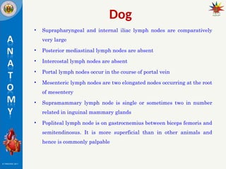Lymph nodes of animals and their function | PPT