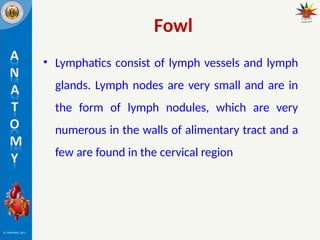 Lymph nodes of animals and their function | PPT