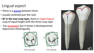 mandibular second premolar-dentistry undergraduate | PPTX