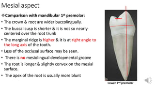 mandibular second premolar-dentistry undergraduate | PPTX