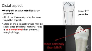 mandibular second premolar-dentistry undergraduate | PPTX