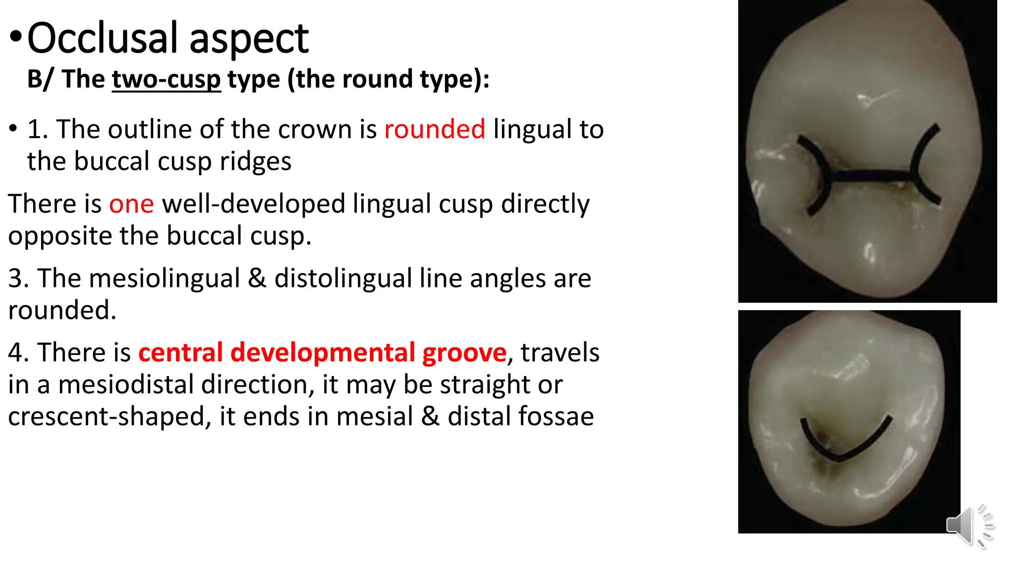 Mandibular secord premolar - odontologia | PDF