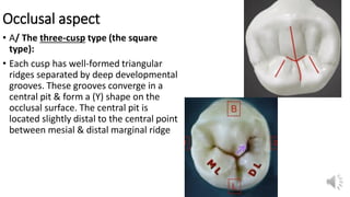 Mandibular secord premolar - odontologia | PPT