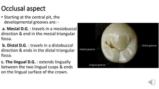 Mandibular secord premolar - odontologia | PPT