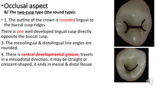 Mandibular secord premolar - odontologia | PPT