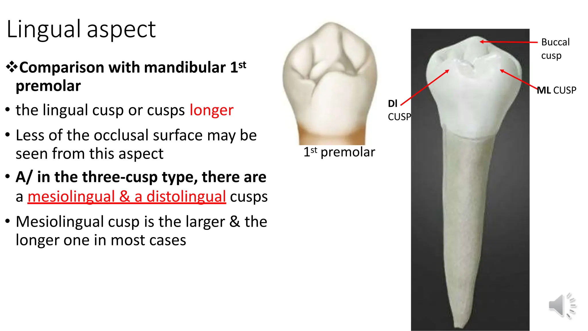MANDIBULAR SECOND PREMOLARS-dentistry undergraduate | PPTX