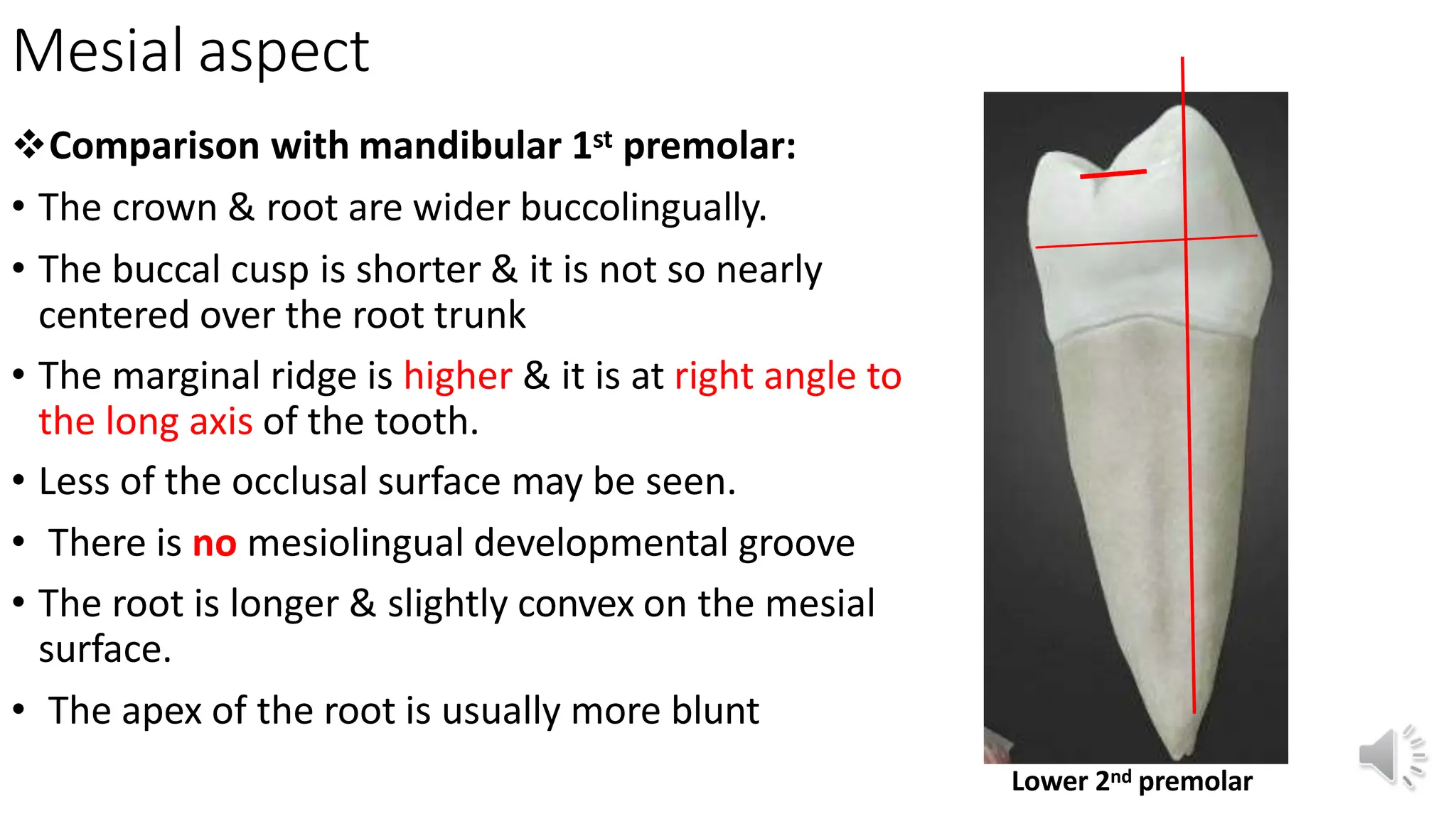 MANDIBULAR SECOND PREMOLARS-dentistry undergraduate | PPTX