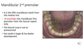 MANDIBULAR SECOND PREMOLARS-dentistry undergraduate | PPTX