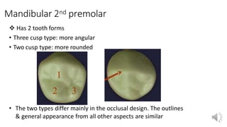 MANDIBULAR SECOND PREMOLARS-dentistry undergraduate | PPTX