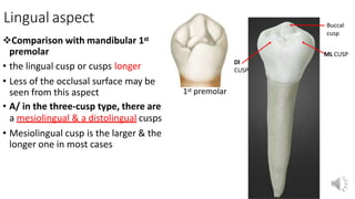 MANDIBULAR SECOND PREMOLARS-dentistry undergraduate | PPTX