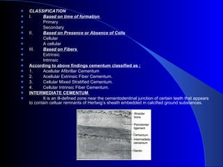 cementum | PPT