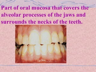 Alveolar Mucosa Color