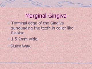 gingiva | PPT