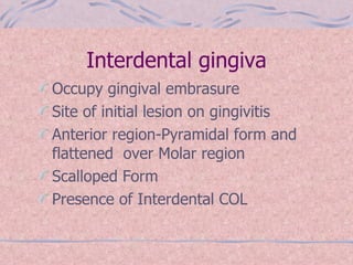 gingiva | PPT