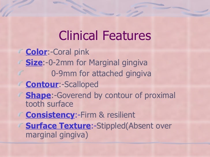 gingiva