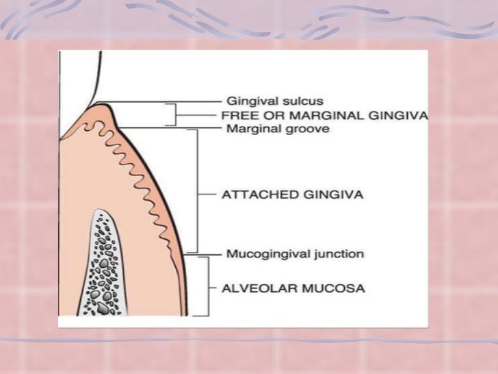 gingiva