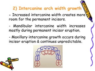 the-mixed-dentition-pedodontics | PPT