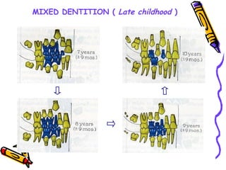the-mixed-dentition-pedodontics | PPT