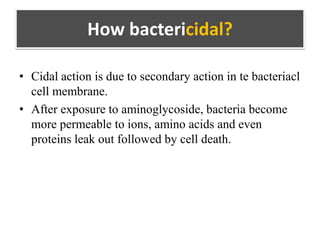 Aminoglycosides and streptomycin- pharmaceutical Chemistry | PPTX