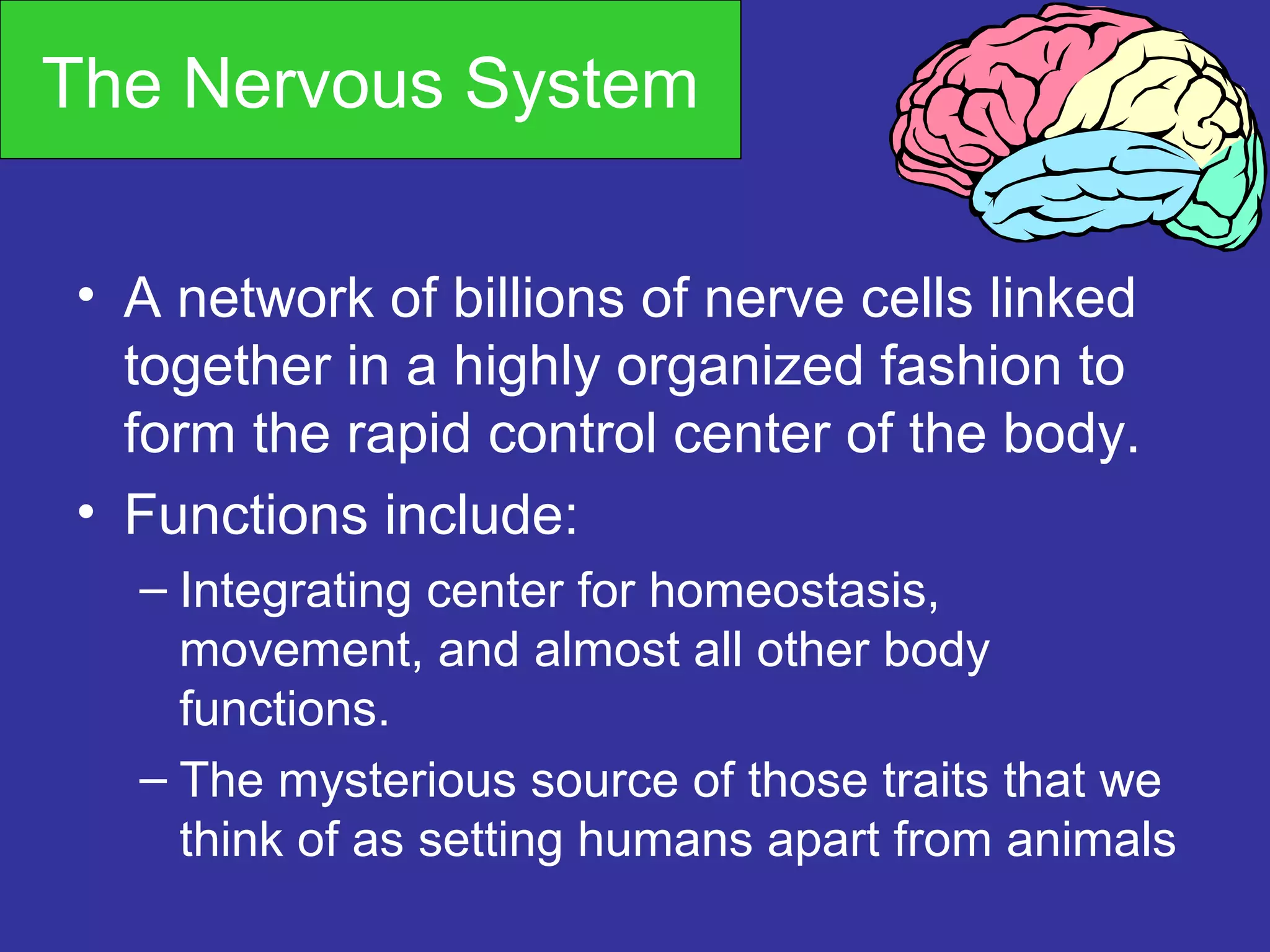 The nervous system | PPT