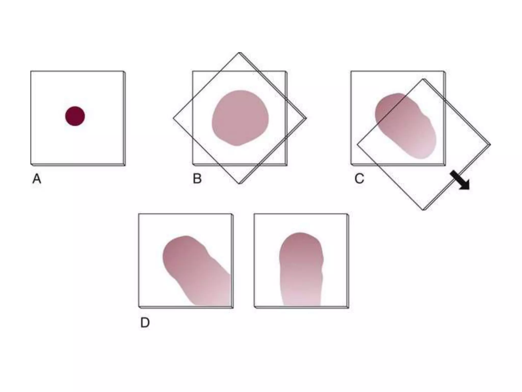 special and routine stains in haematology 1 | PPTX