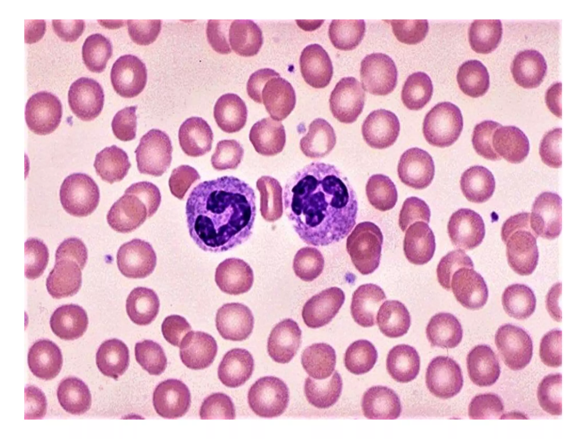 special and routine stains in haematology 1 | PPTX
