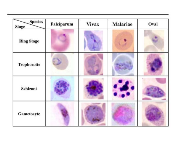 special and routine stains in haematology 1