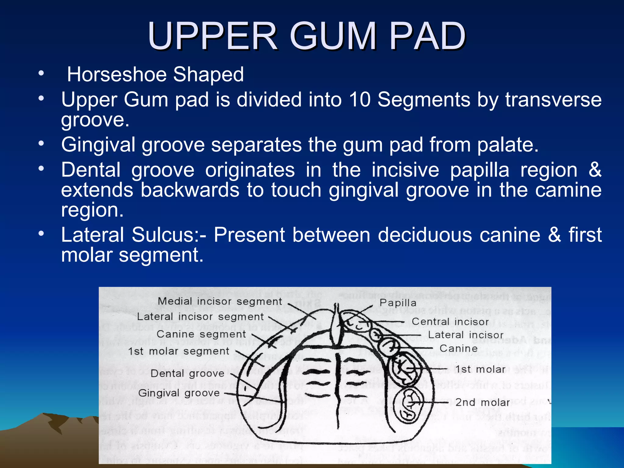 predentate period pedo | PPT