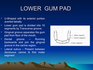 predentate period pedo | PPT