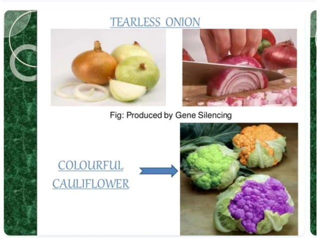 Transgenic plants | PPTX